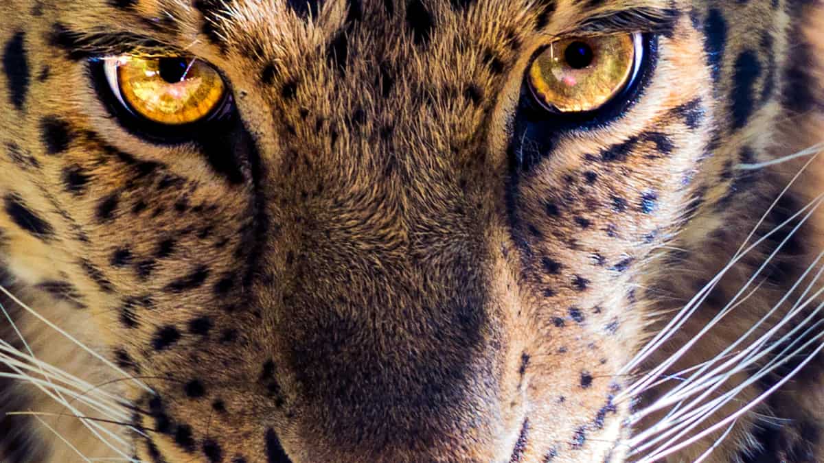 WATCH | Leopard goes on a rampage in Indian court, injures at least 10 ...