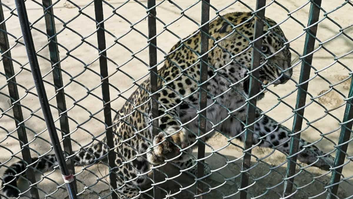 Pakistan: Pet leopard roams streets for hours before being caught ...