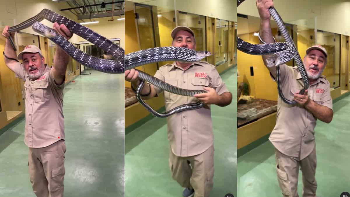 WATCH | Hair-raising video captures nine-foot-long rat snake trying to ...