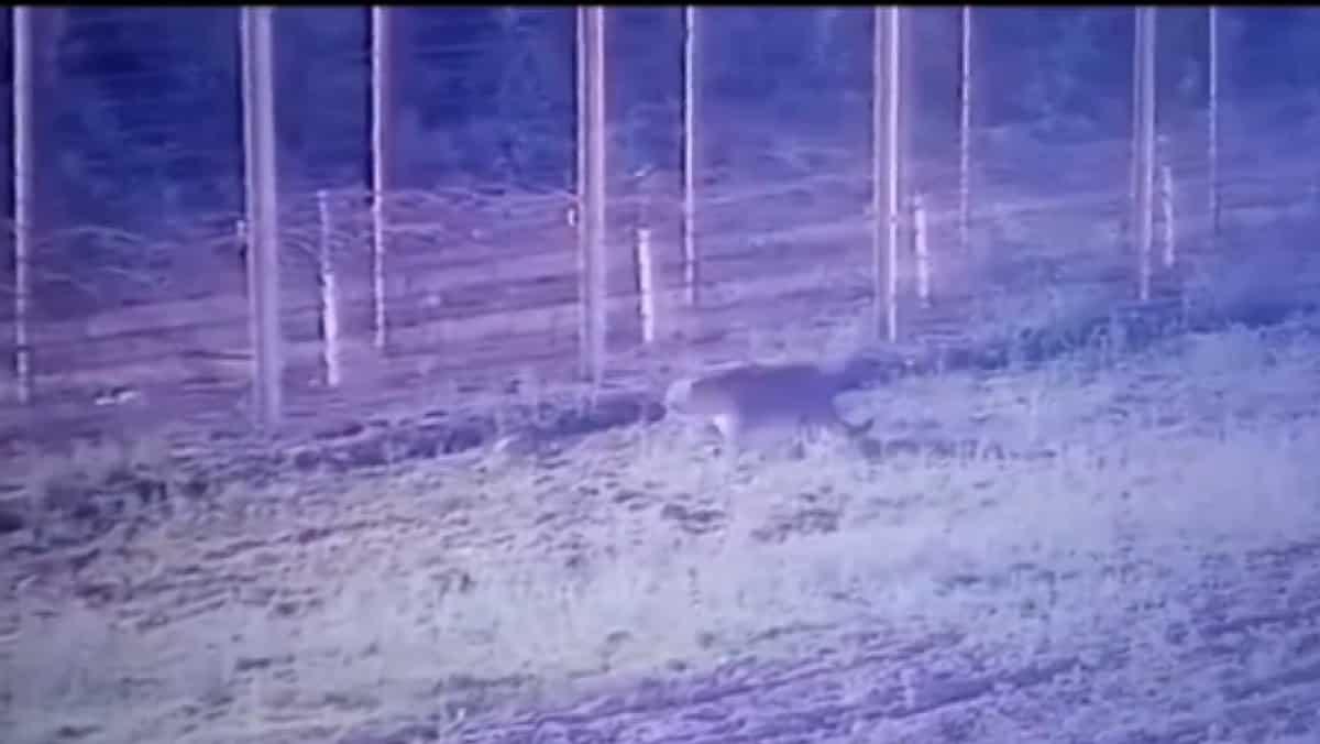 WATCH | Leopard takes flying leap, enters India from border with ...