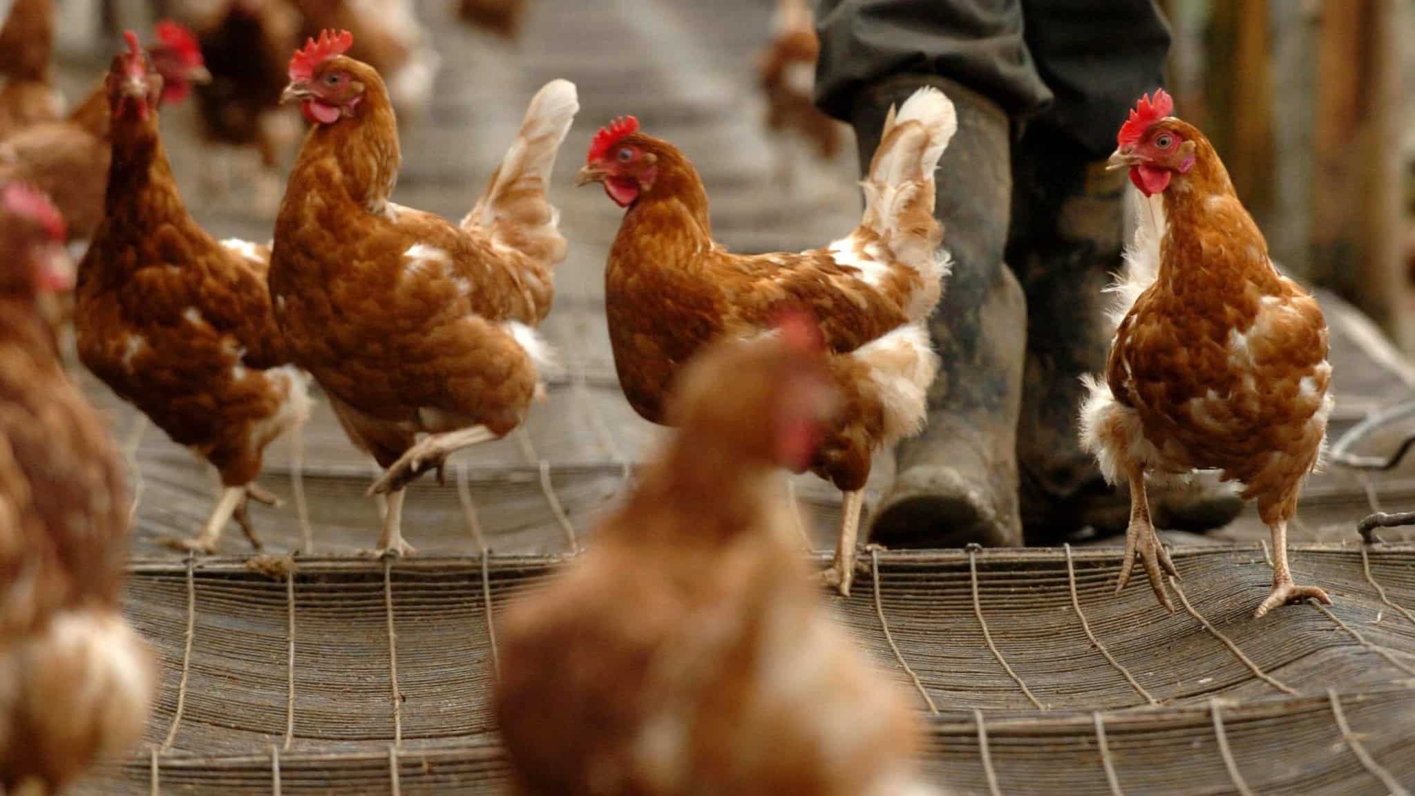 US officials alarmed as man catches bird flu virus without animal ...
