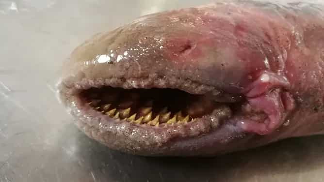 Rare blood-sucking fish found washed ashore at the Netherlands beach ...