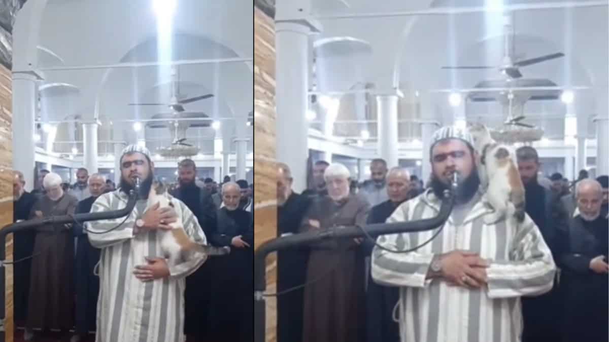 Watch | Cat jumps on imam as he continues to recite Ramadan prayers ...