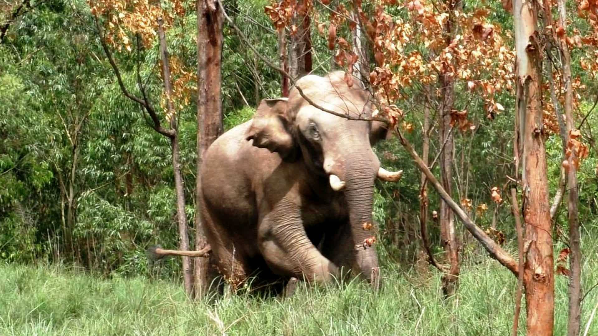 India: Court orders capture, radio-collaring, translocation of rogue elephant Arikomban - India ...