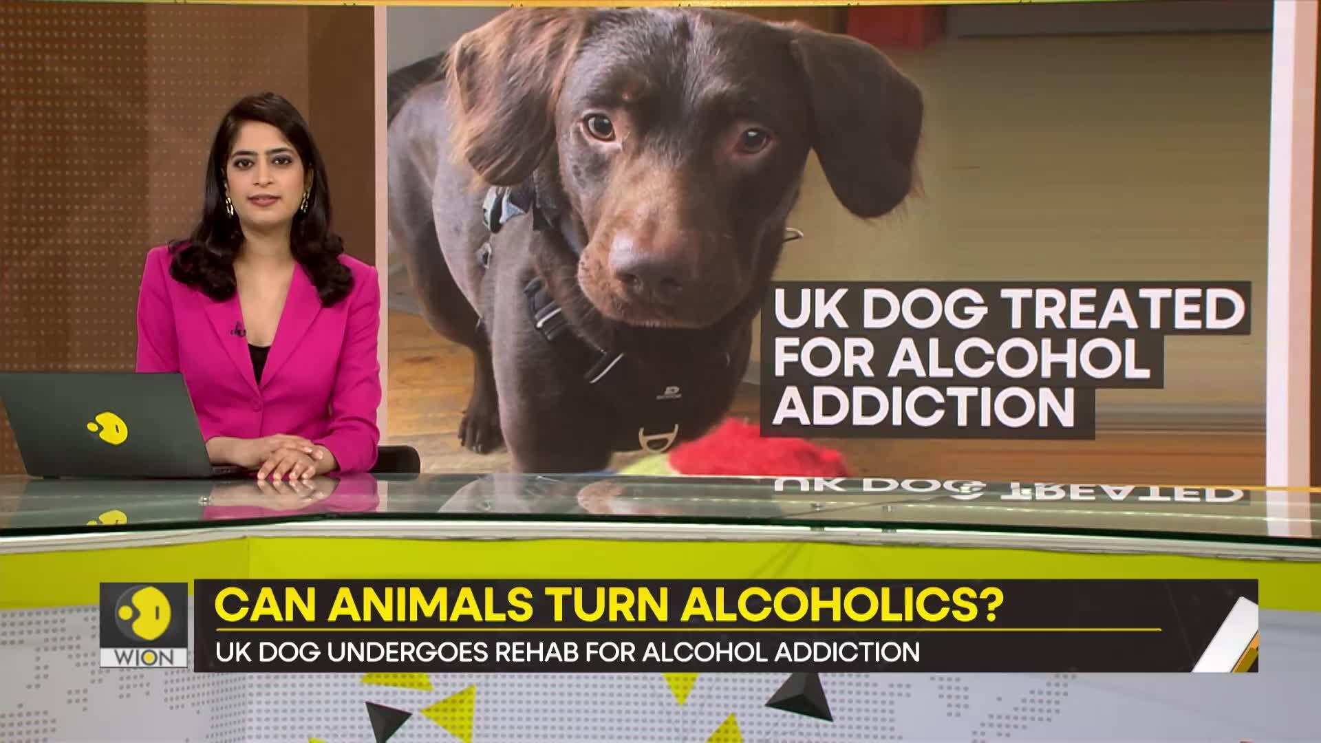 Gravitas: How a 2-year-old Labrador got addicted to alcohol - Gravitas News