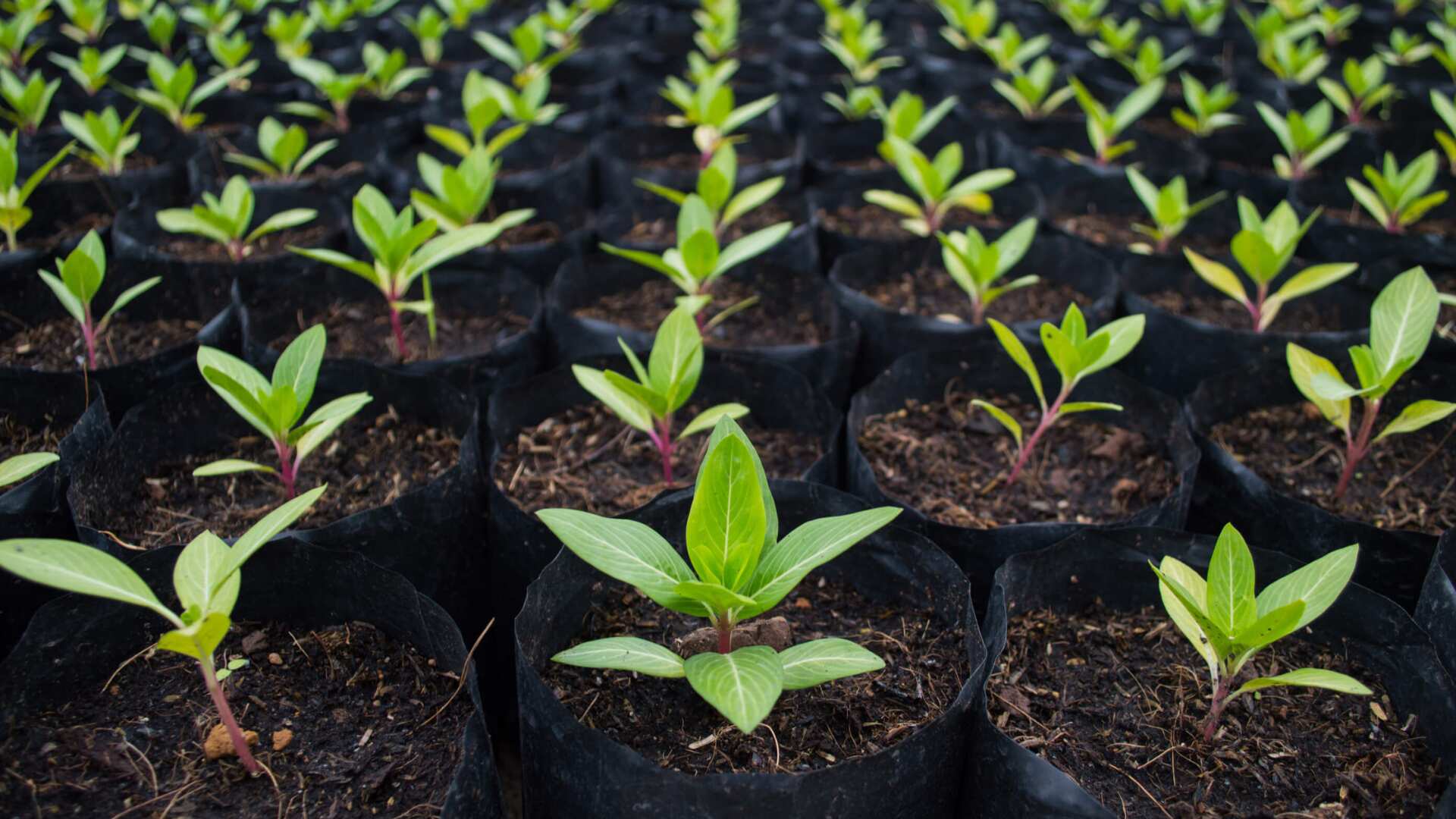 India: Delhi government to offer free plants at doorstep in bid to ...