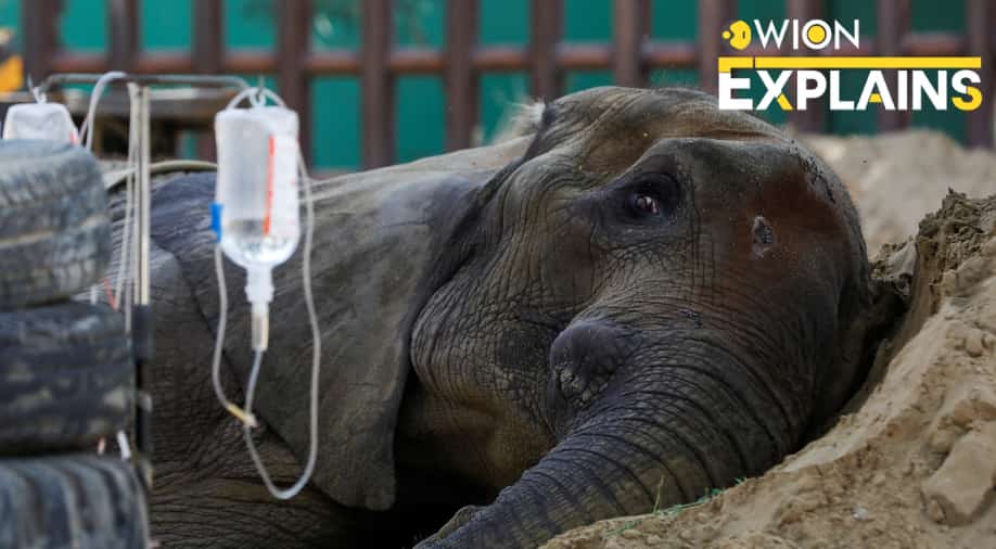 Explained: Dying animals, lack of funds - distressing state of Pakistan ...