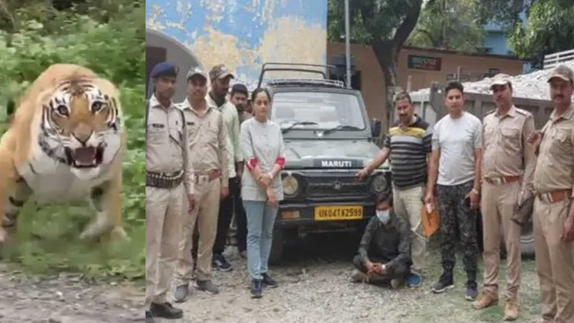 India: Driver held at Jim Corbett National Park after tiger charges at tourists - India News News