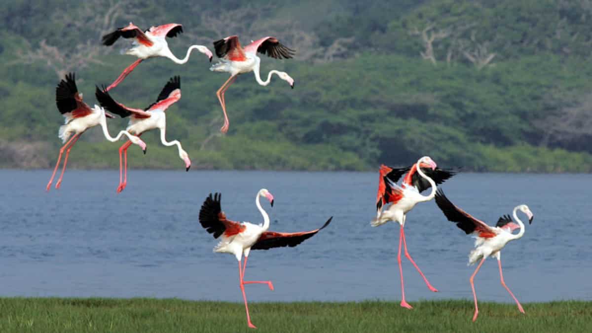 Central Asian Flyway: India leads global effort to save migratory birds ...