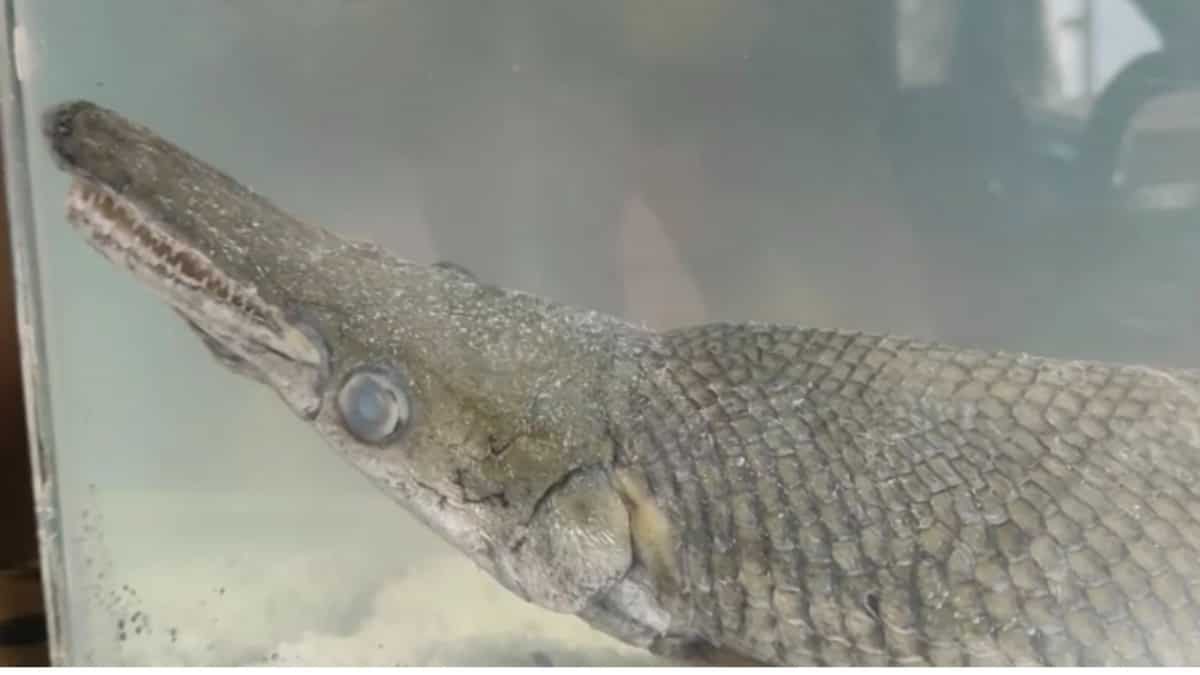 India: Rare Alligator Gar Fish found in Dal Lake of Kashmir - India ...
