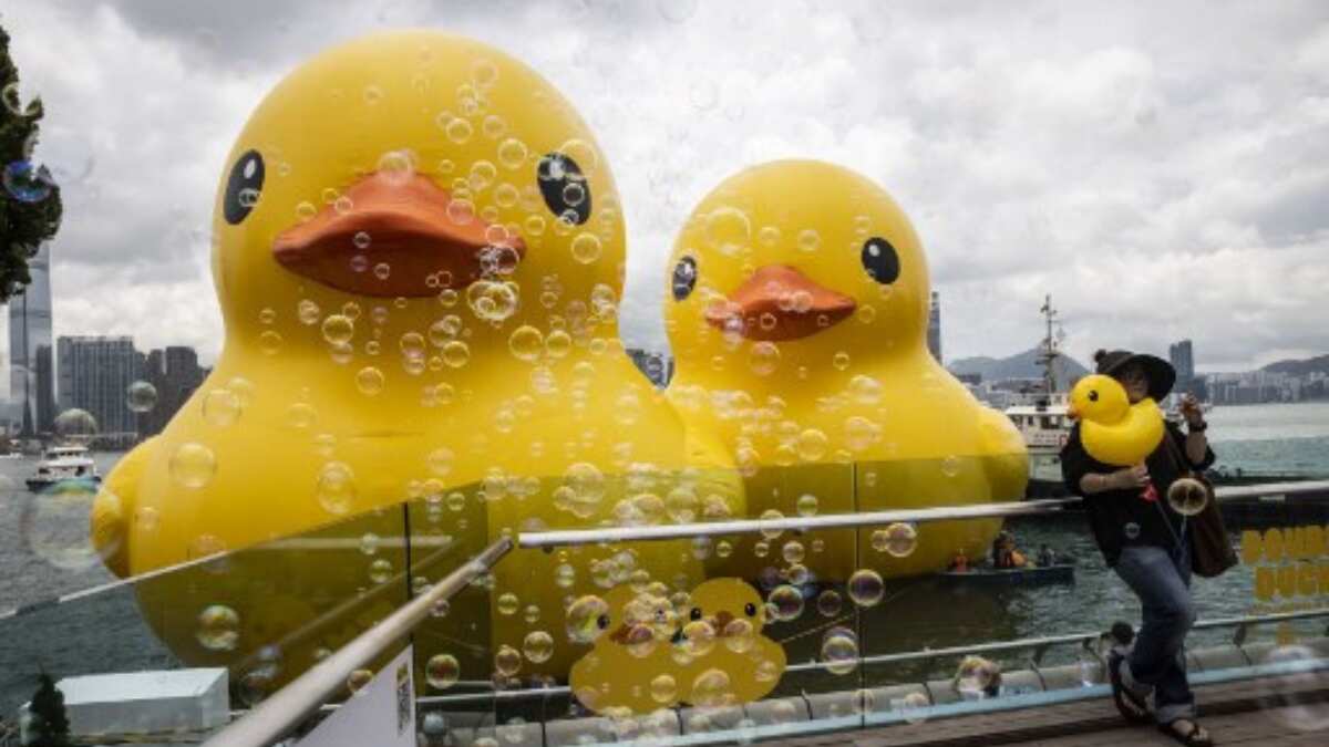 In Pics | Two giant rubber ducks debut in Hong Kong to spread double ...