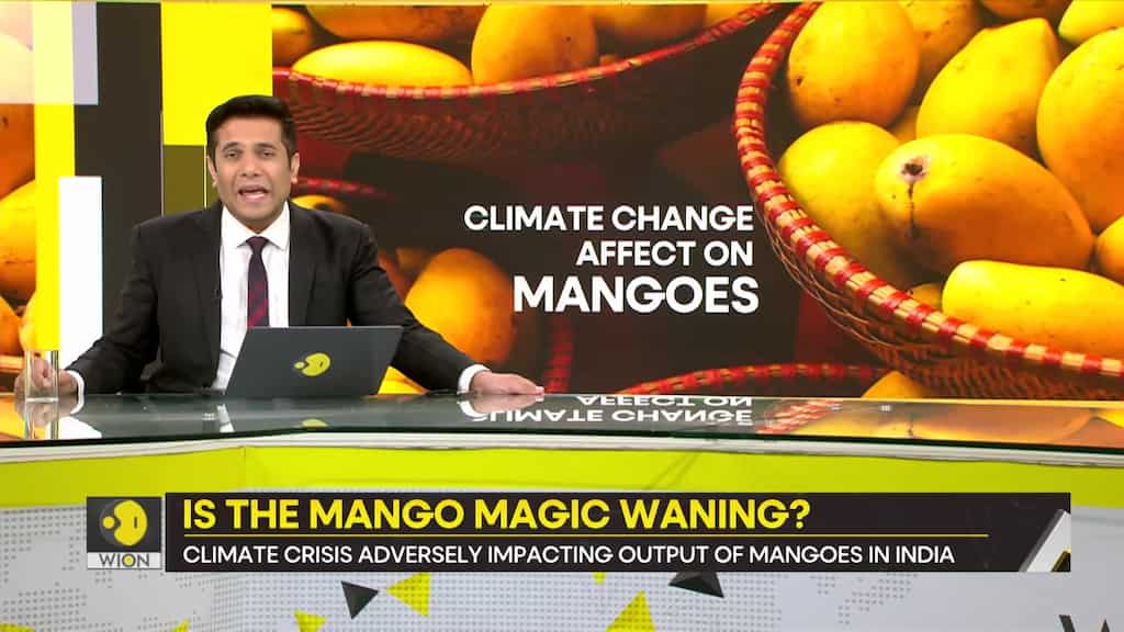 Mango News - Latest Mango News, Breaking Mango News, Mango News Headlines