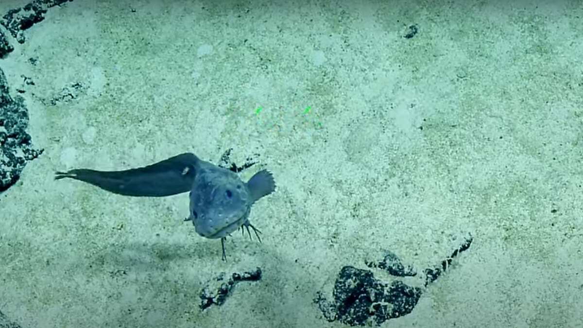 WATCH | 'Smiling' deepsea snailfish, a unique creature in Pacific Ocean ...