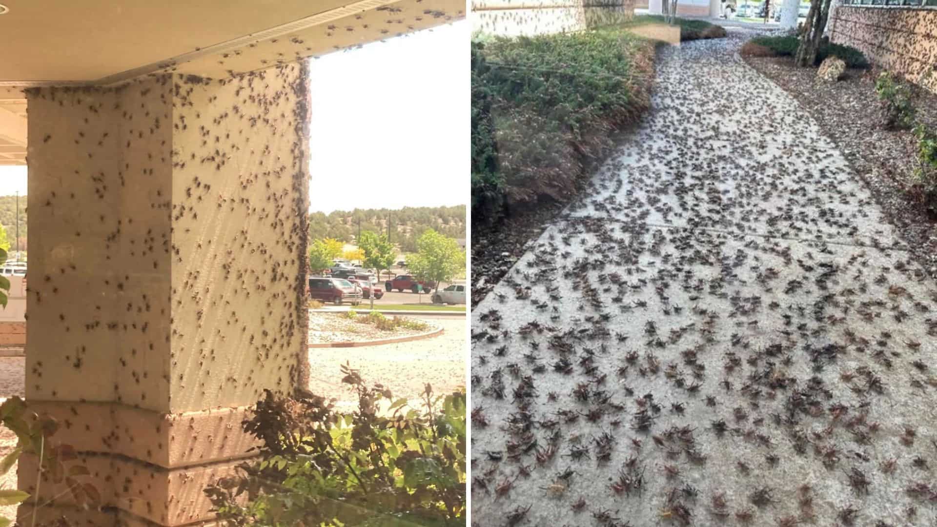 WATCH | Insect apocalypse? Creepy-crawly crickets swarm US town - World ...