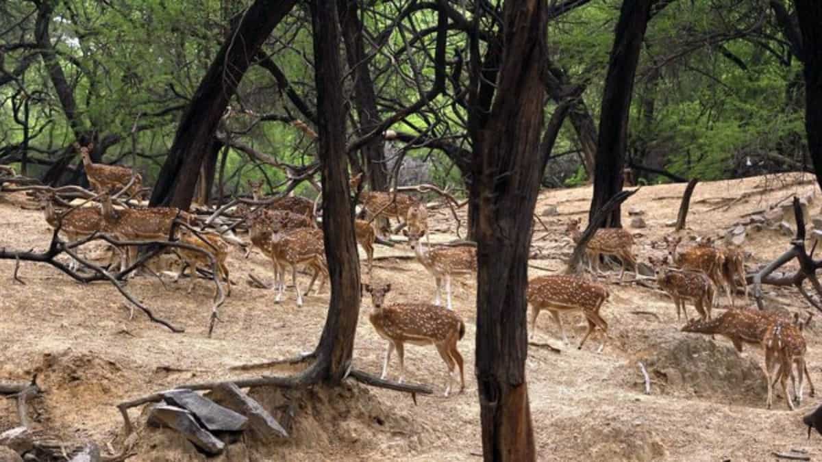 After 55 years, Delhi's famous Deer Park will not have 'deer' anymore ...