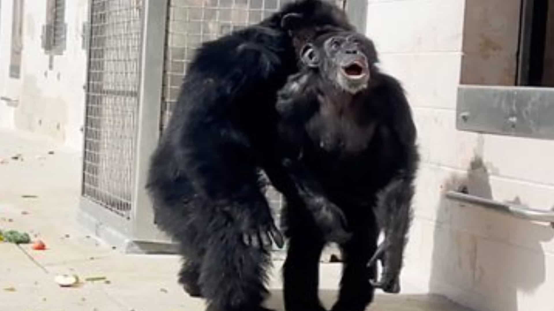 WATCH | From confinement to contentment: Rescued chimp witnesses sky ...