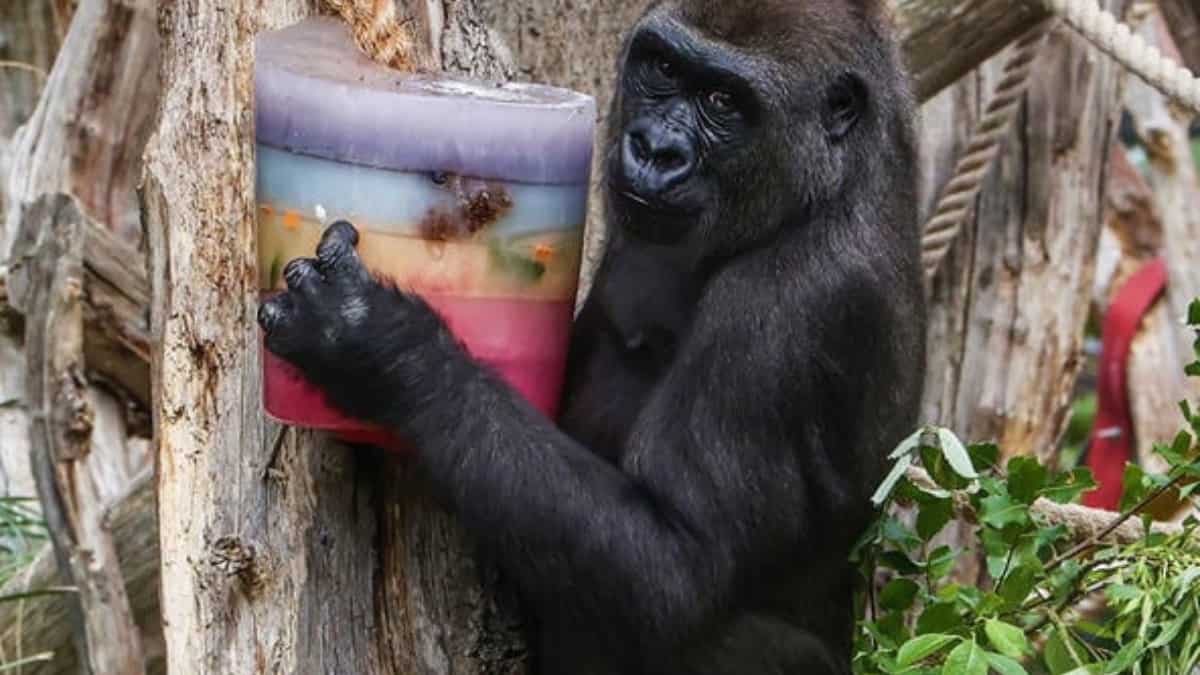 Ahead of pride celebrations at London zoo, animals feast on rainbow ...