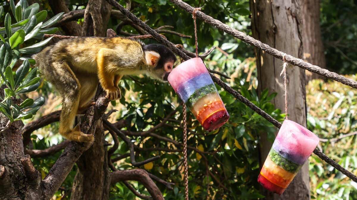 Ahead of pride celebrations at London zoo, animals feast on rainbow ...