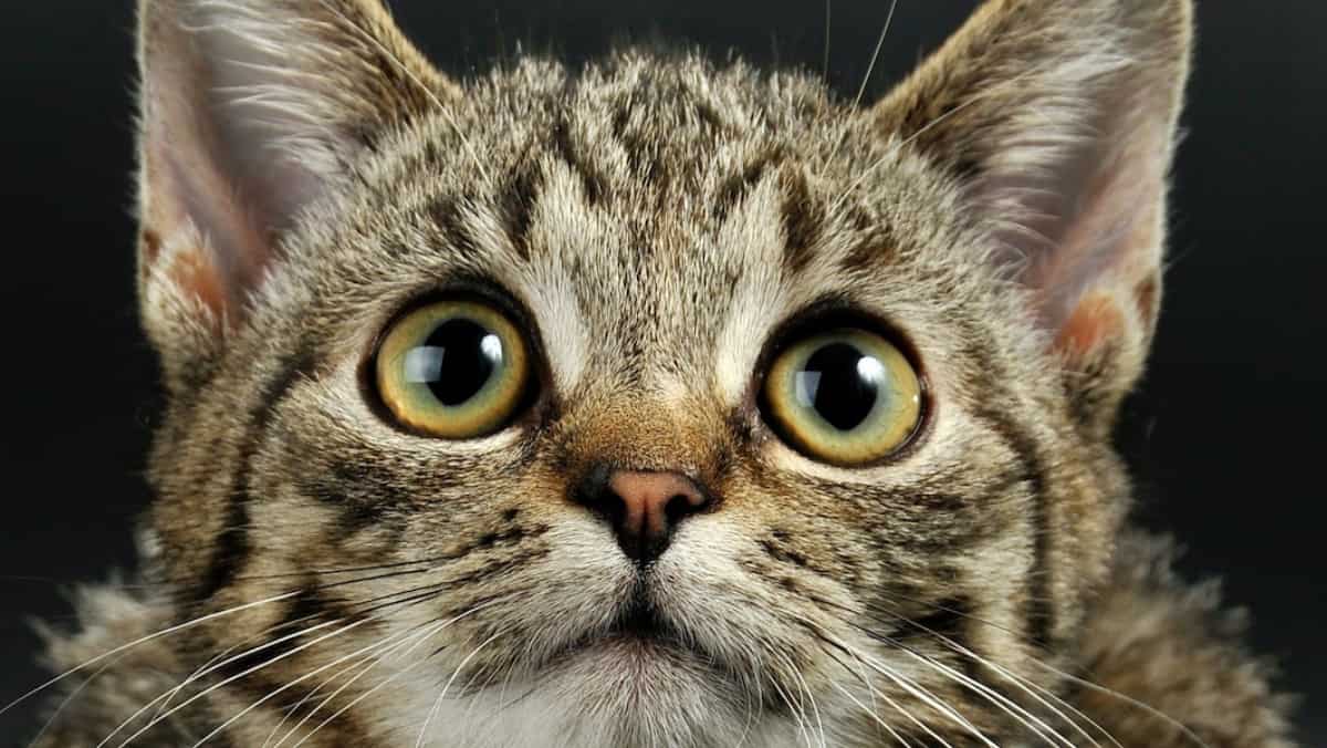 The cat nose: Study reveals secret behind feline's exceptional sniffing ...