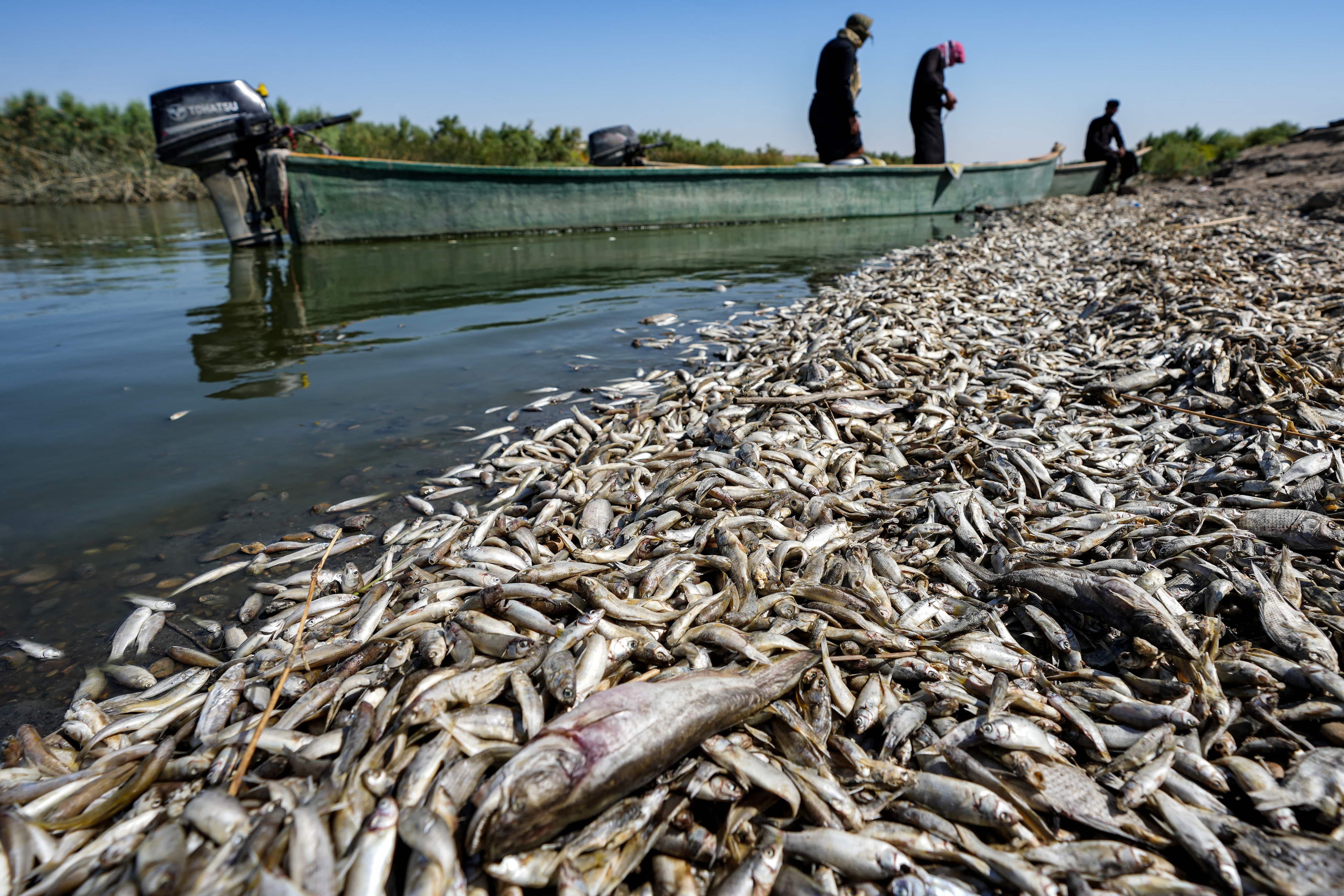 Thousands of dead fish wash ashore in drought-hit Iraq, probe on - World News