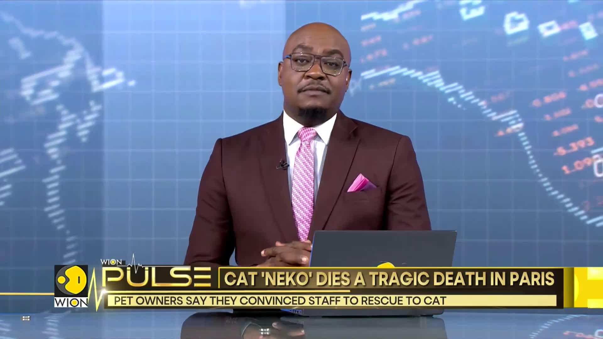 Cat 'Neko' dies a tragic death in Paris - World News