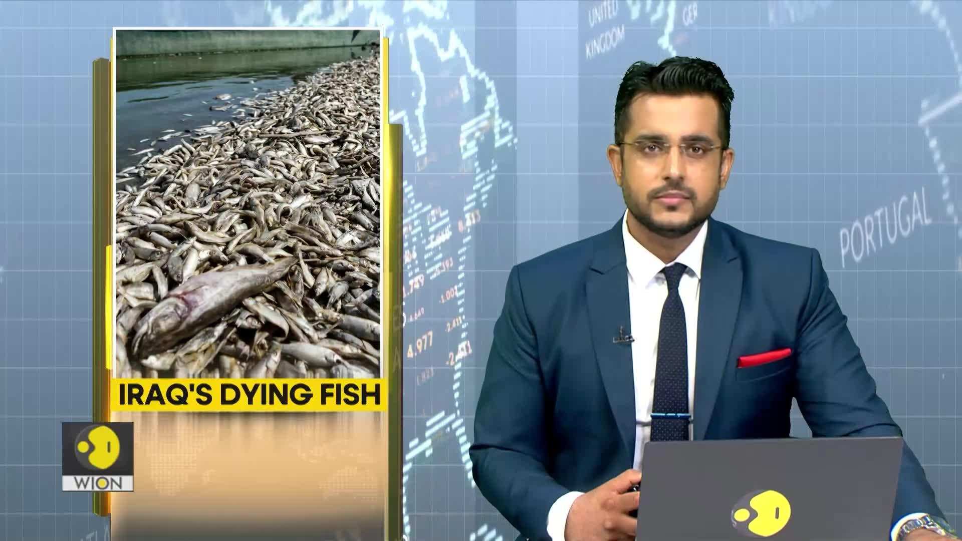 Climate crisis, drought in Iraq kills thousands of fish - World News