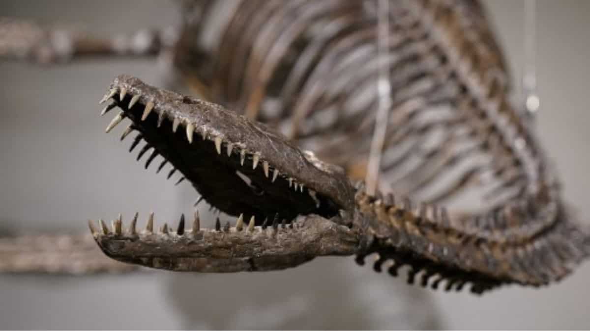 Sotheby's to auction dinosaur skeletons, including one evoking Loch ...