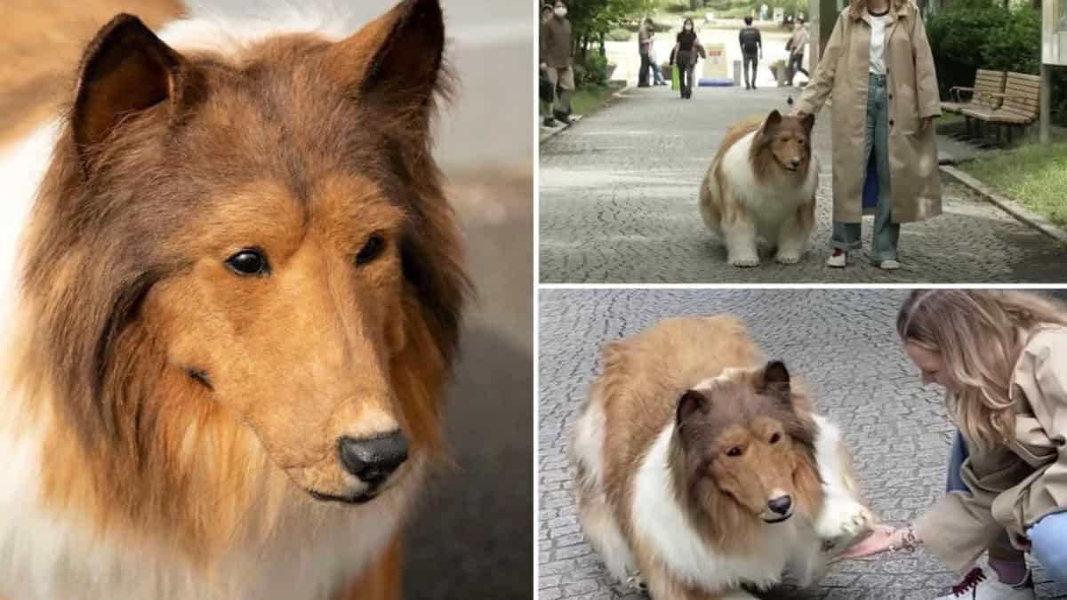 Watch | ‘Man-turned-dog’ goes on his first walk, makes some canine ...