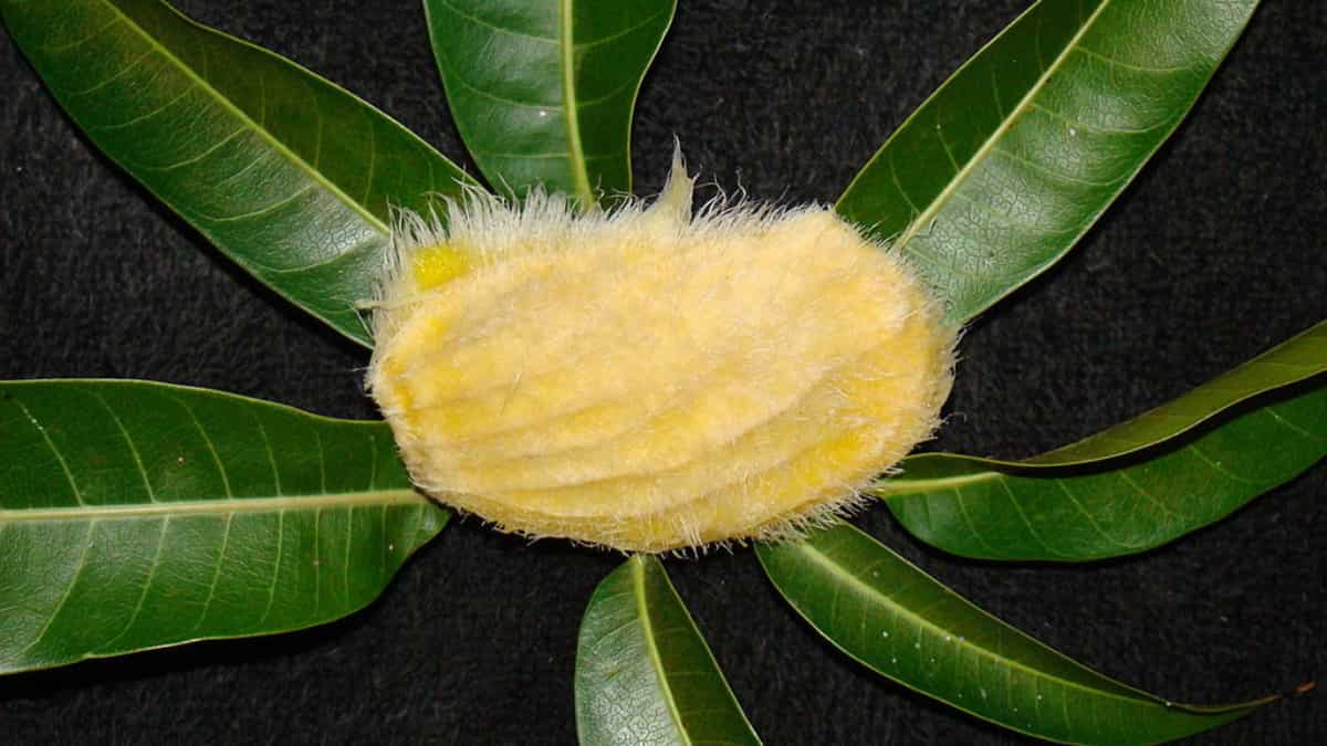 Mango pits or pets | Chinese raising hairy seeds like dogs and cats ...