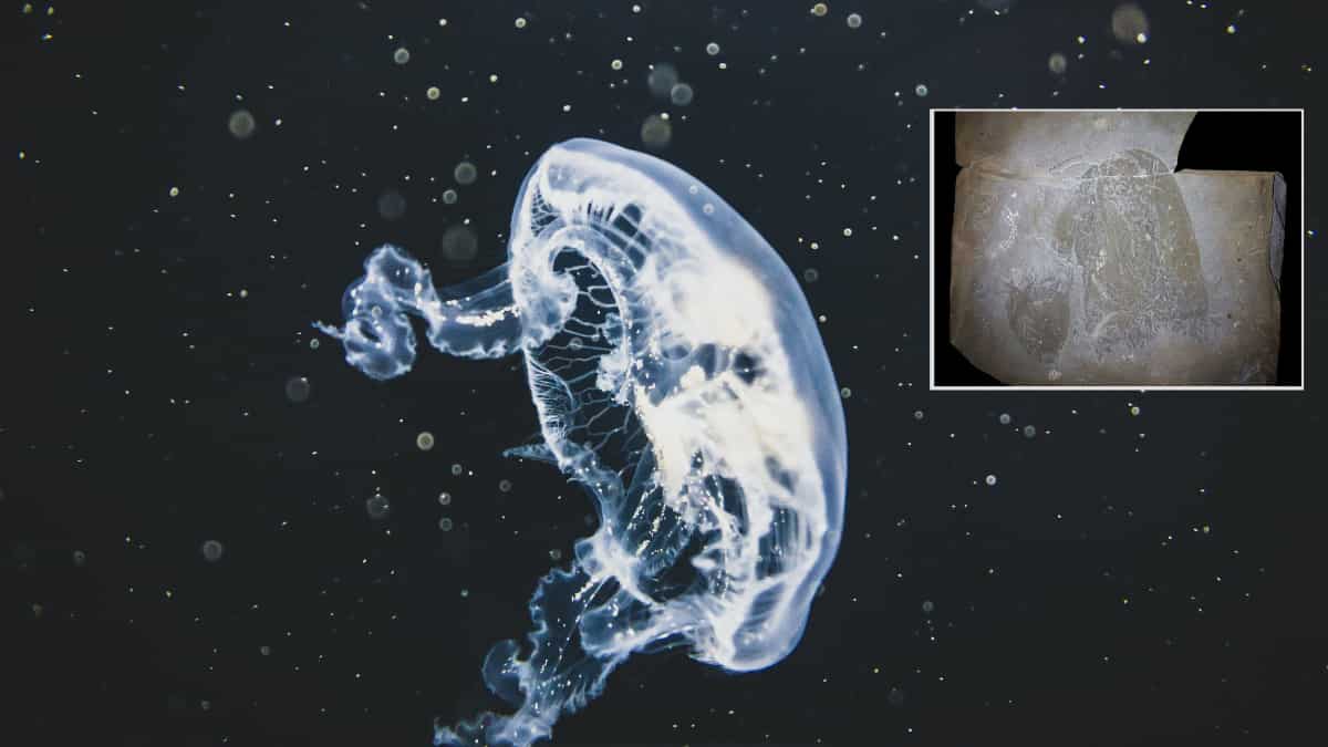 Scientists confirm jellyfish who existed about 500 million years before ...