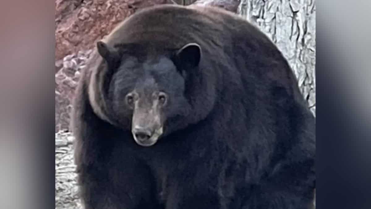 Notorious 'Hank the Tank' bear captured in California's Lake Tahoe ...