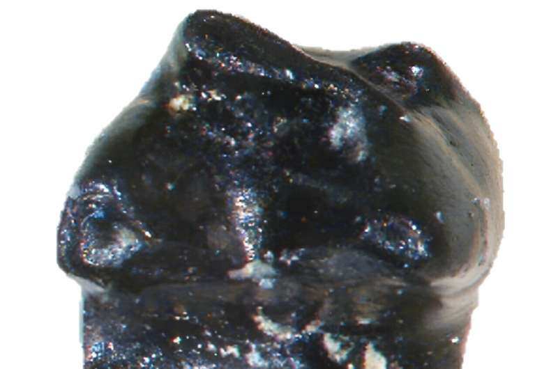 Scientists in Alaska discover fossil of tiny ‘ice mouse’ that lived 73 ...