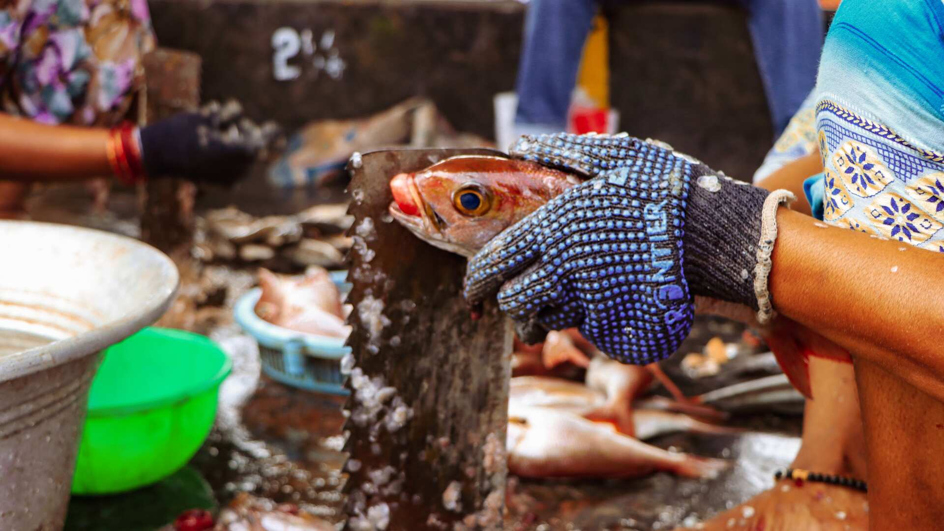 Inside India's Kasimedu fishing harbour, where women are the true ...
