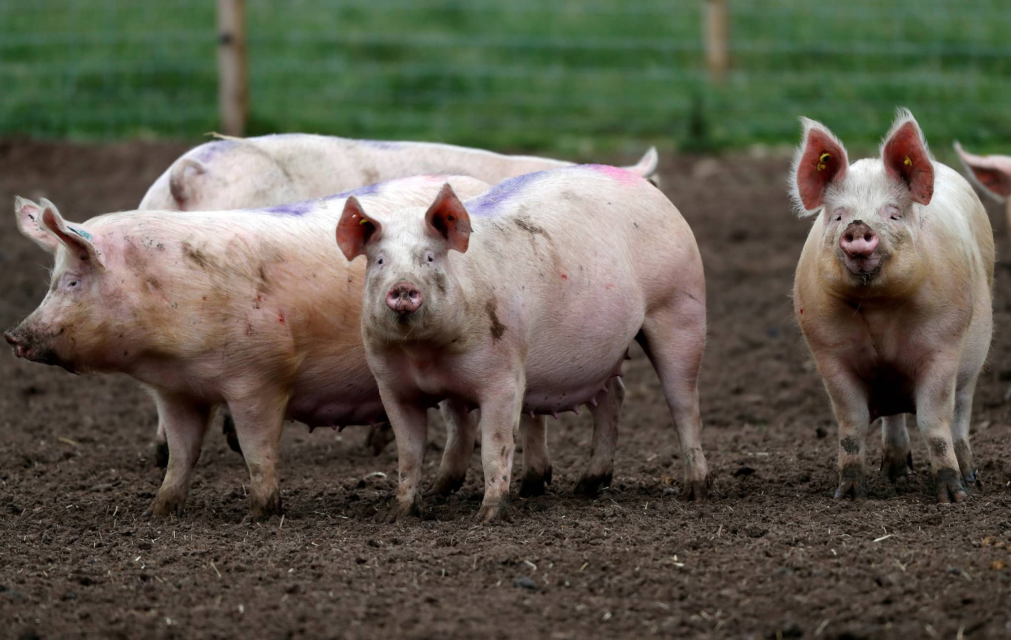 South African farmer kills, 'feeds' two Black women to pigs, sparks ...