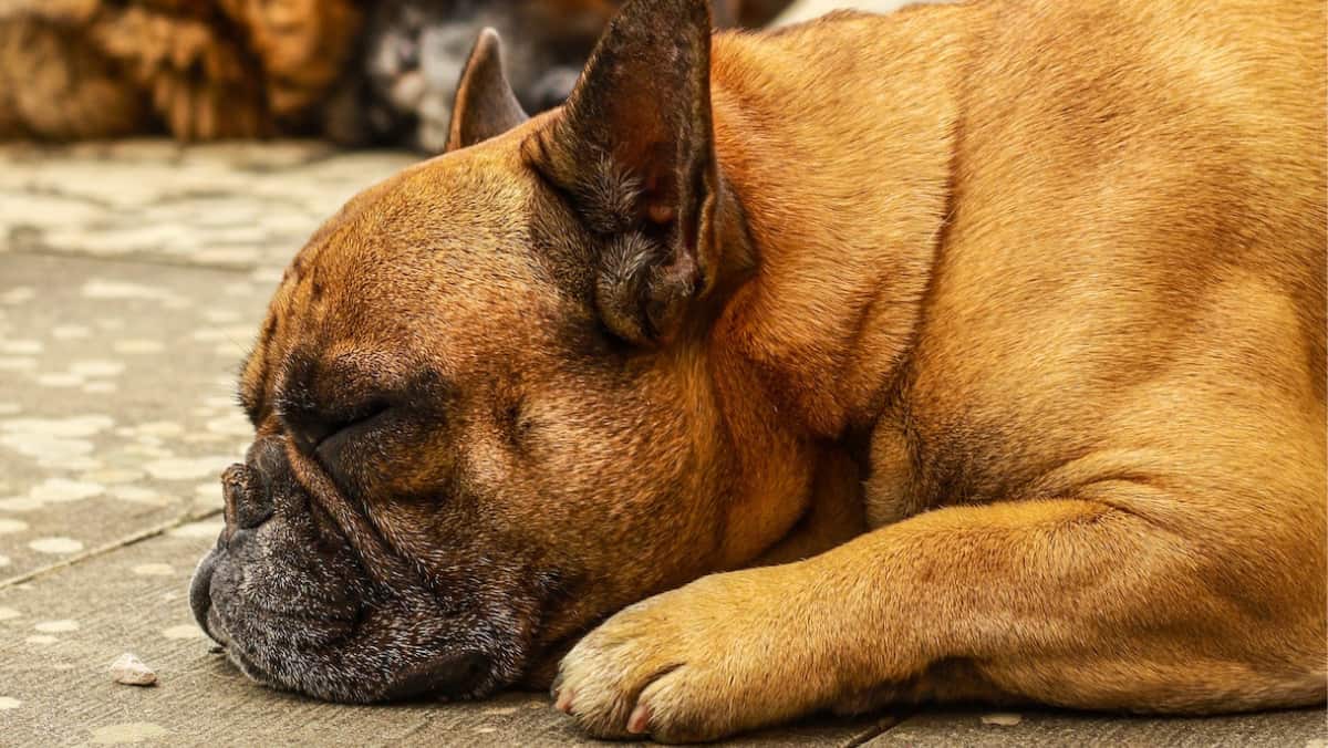 Talk about keen ear! Dogs can listen to hooman chatter even when ...