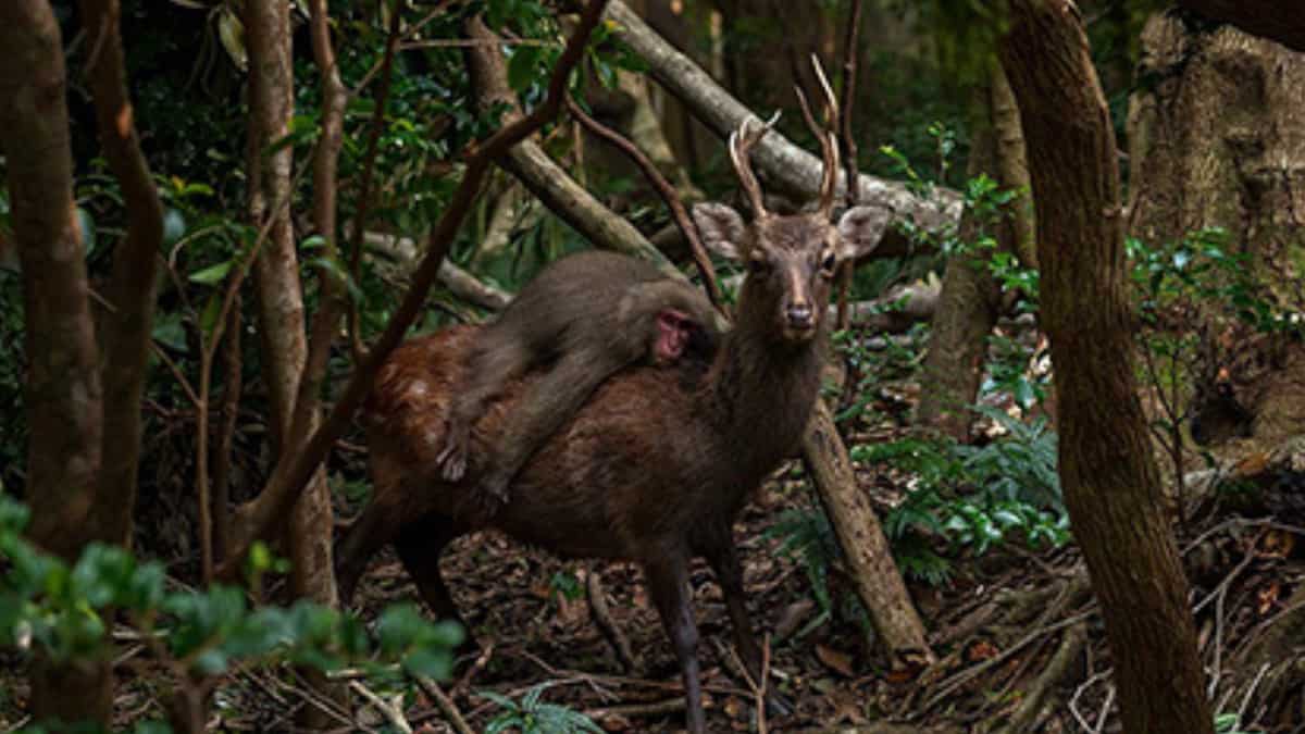 Macaque seen riding deer in Japanese forest. Know what's behind this behaviour - Science News