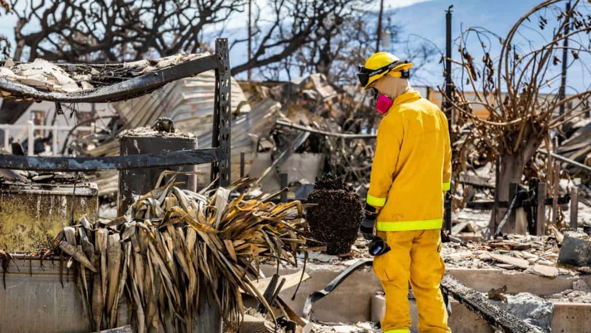 Maui wildfire death toll revised downward to 97 after DNA testing, 31 ...