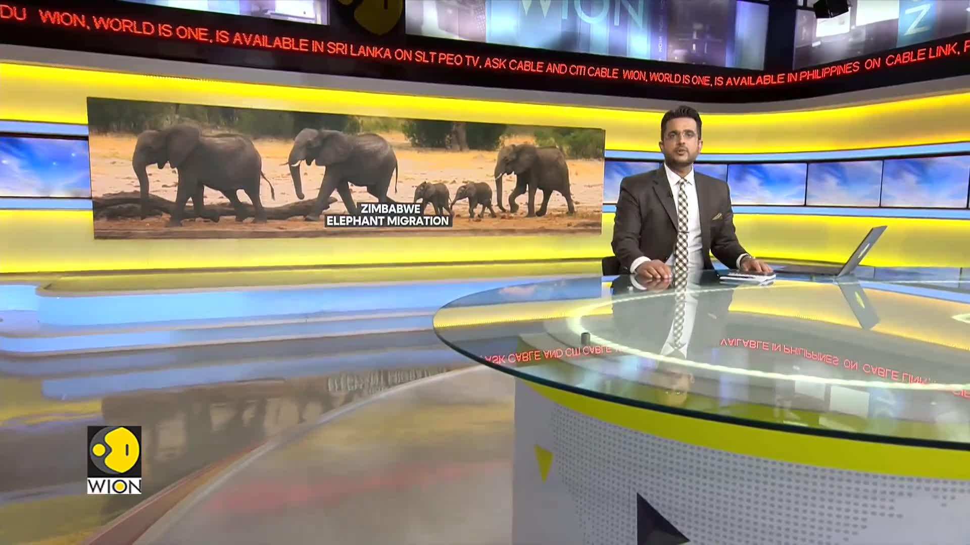 Zimbabwe's biggest elephant migration since 2019 | WION Climate Tracker ...