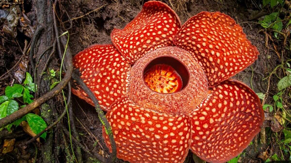 Why are scientists pushing to save a flower that smells like dead ...