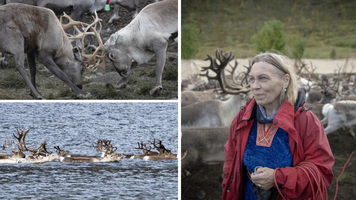 In pics | Crossing glaciers and fjords: Norwegian reindeer migrate for ...
