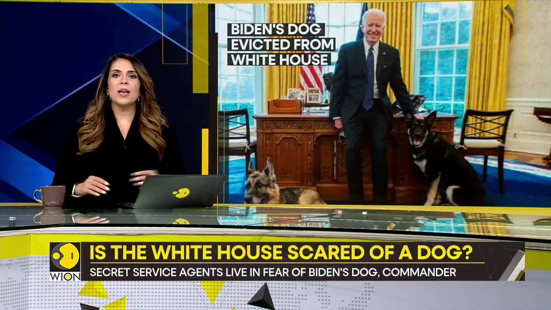 Gravitas: US President Biden's dog removed from White House | Is the ...