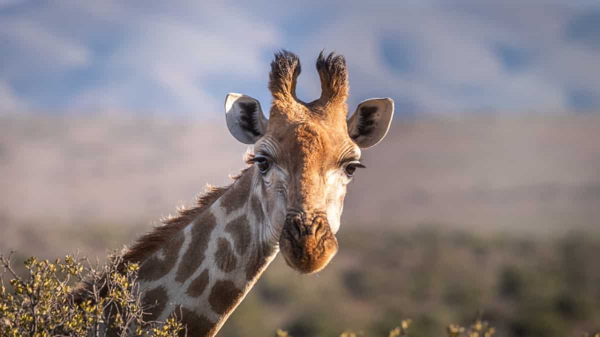 Giraffe poop necklace? A woman at Minnesota airport was caught carrying ...