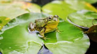 Frog News - Latest Frog News, Breaking Frog News, Frog News Headlines
