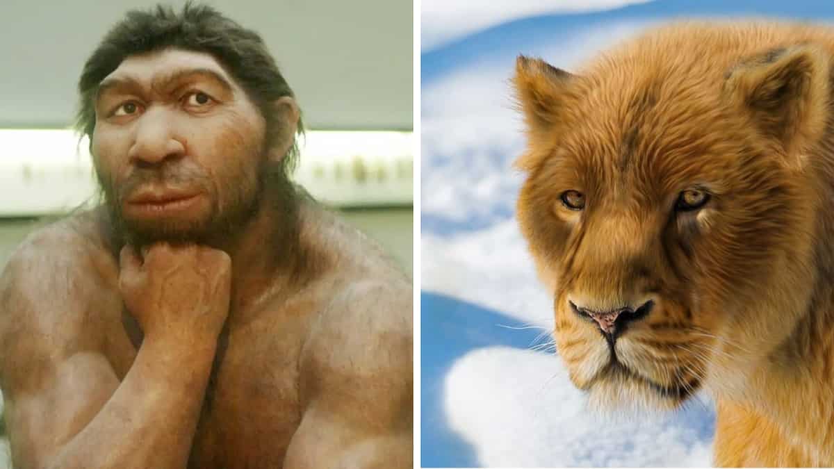 Fierce fighters: Human ancestor Neanderthals hunted cave lions, says ...