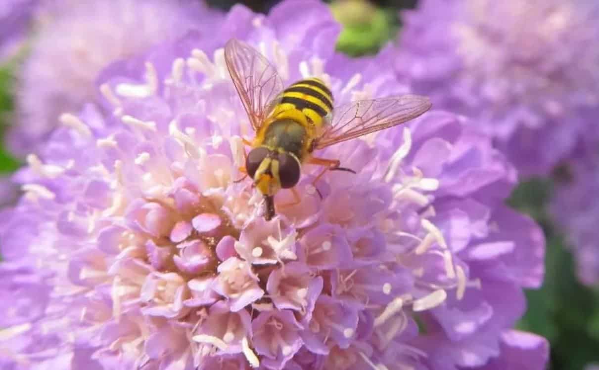 In Pics | Five best award-winning photos from 2023 Nikon Small World ...