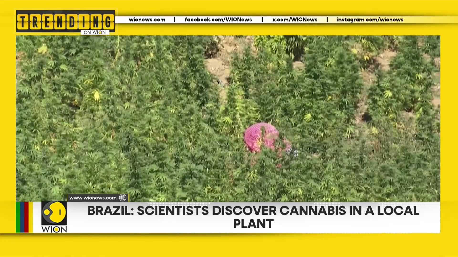 Brazil: Scientists discover cannabis in a local plant - World News