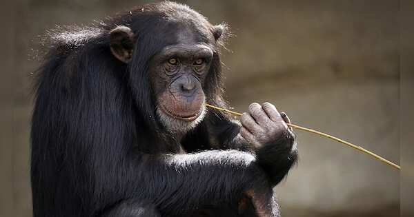 Female chimps experience menopause and then survive for years, even ...