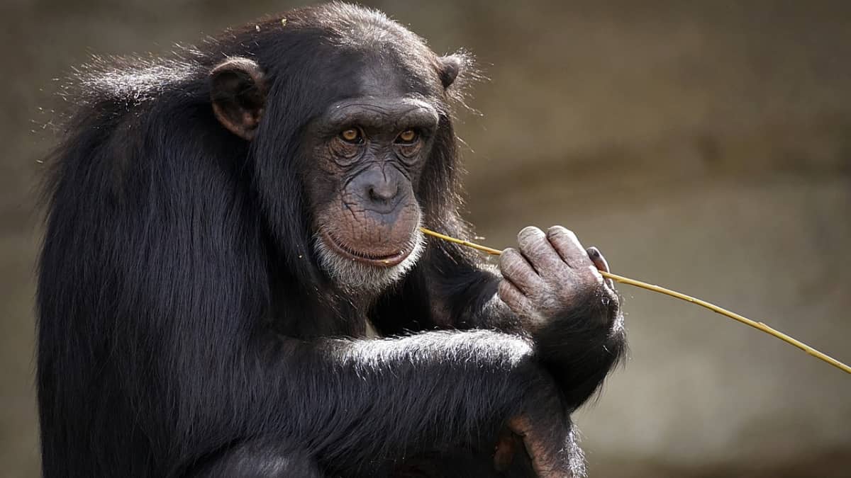 Female chimps experience menopause and then survive for years, even ...