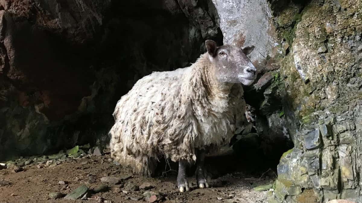 Britain's loneliest sheep rescued, but her future home remains ...