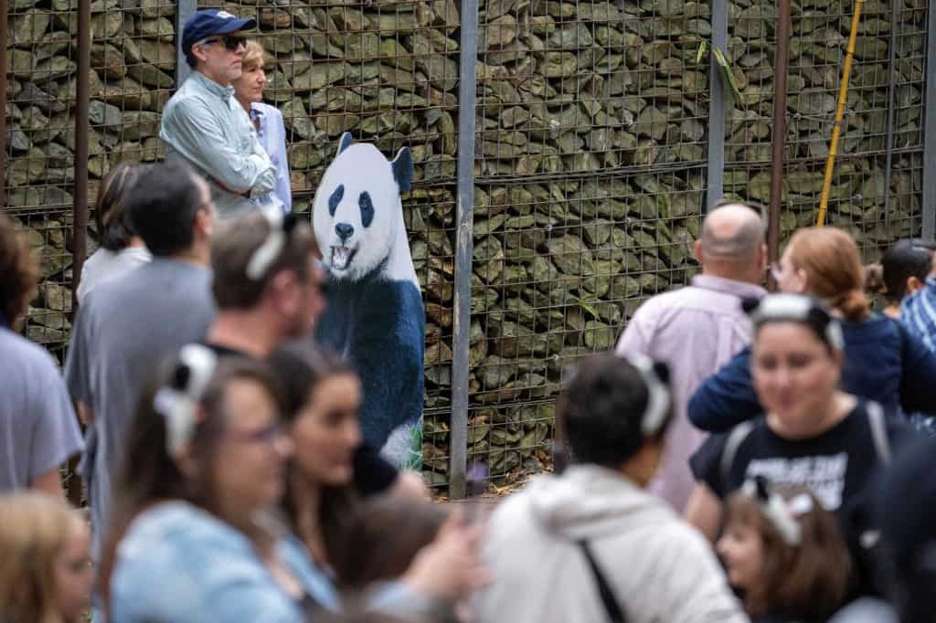 In pics | Thousands flock to Washington DC zoo to bid goodbye to giant ...
